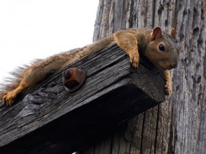 12 Amazing Animals Living in Portland Trees