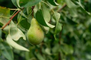 What are the Best Fruit Trees to Plant in Portland? | Northwest Arbor ...