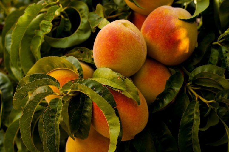 What are the Best Fruit Trees to Plant in Portland? | Northwest Arbor ...