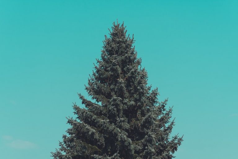 do-i-need-a-tree-removal-permit-in-portland